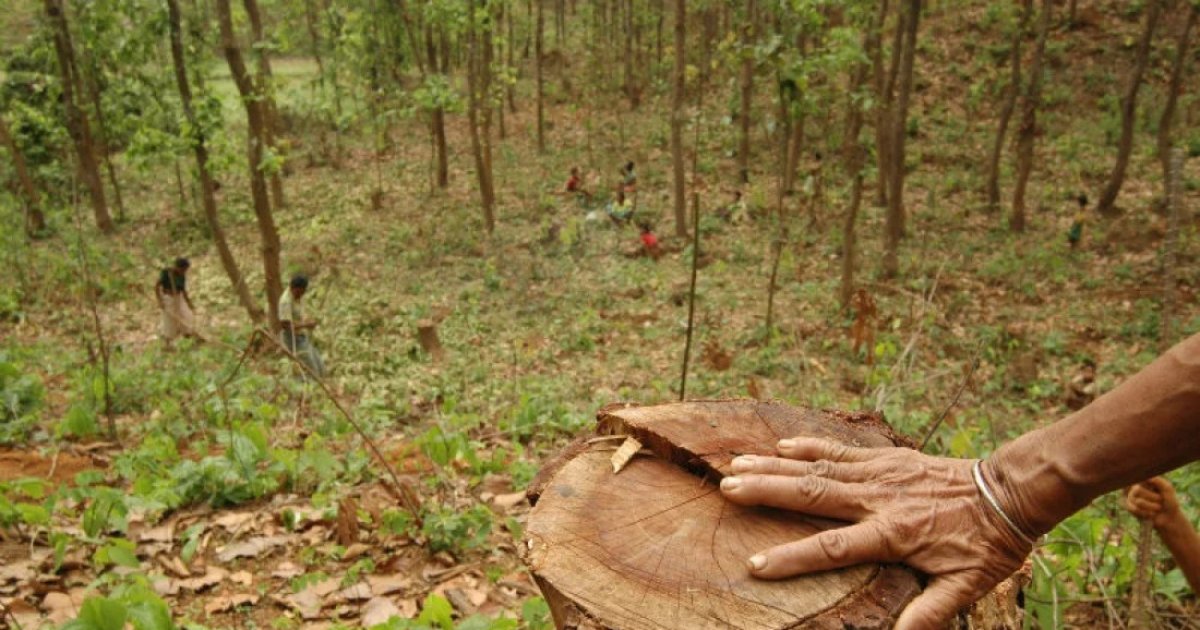 Restoring our forests is a matter of national pride