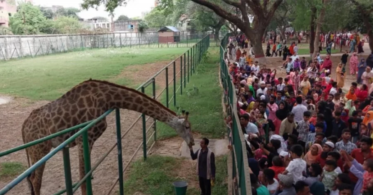 What are our zoo animals being fed?