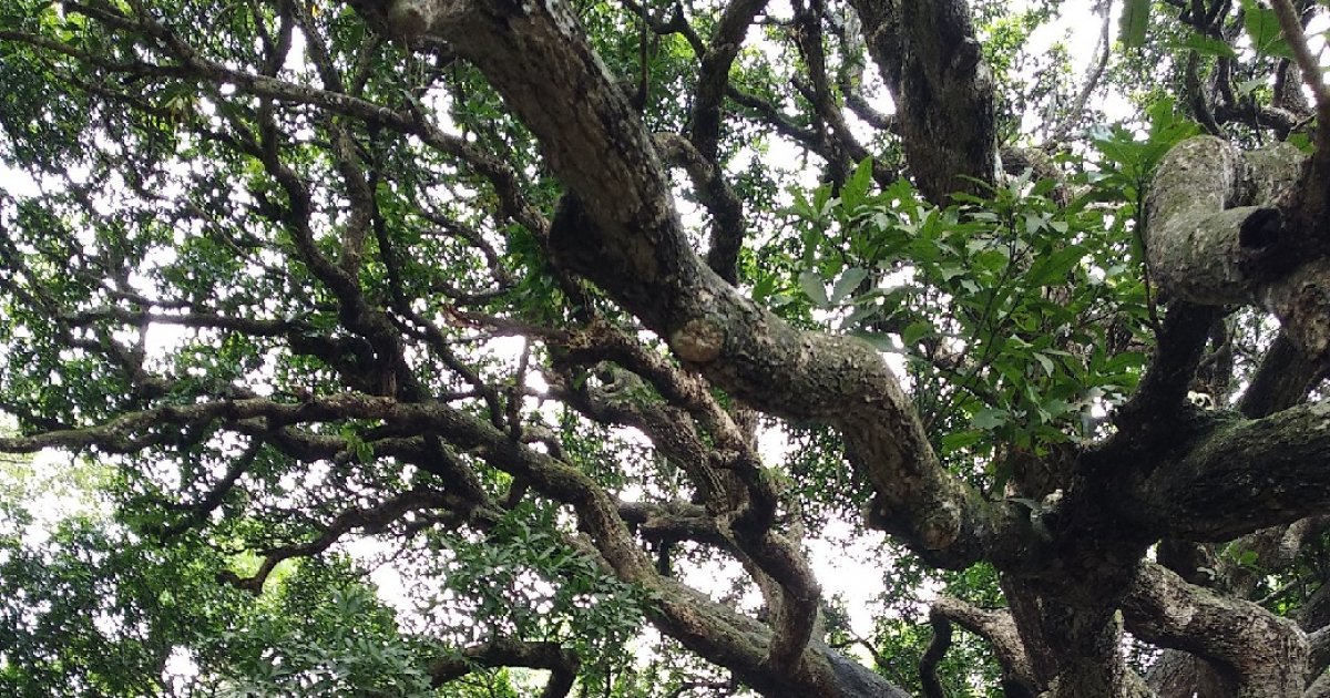 Ancient trees are meant to be upheld, not cut down