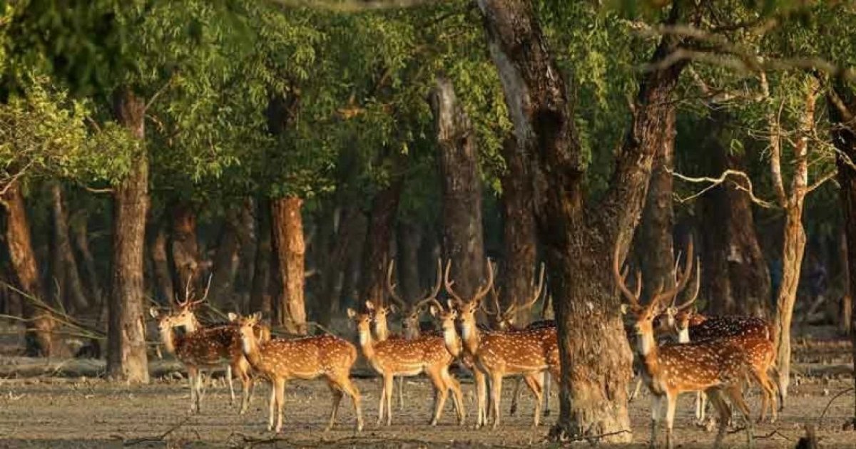 Rethinking biodiversity conservation in the Sundarbans