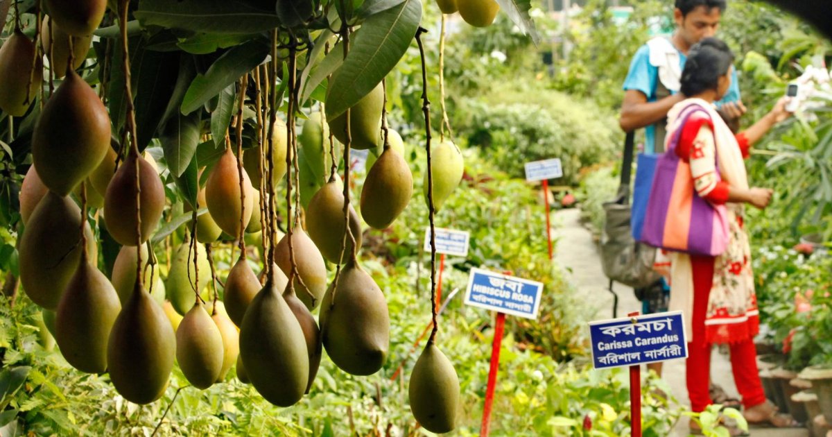 Tree fair brings city people close to nature