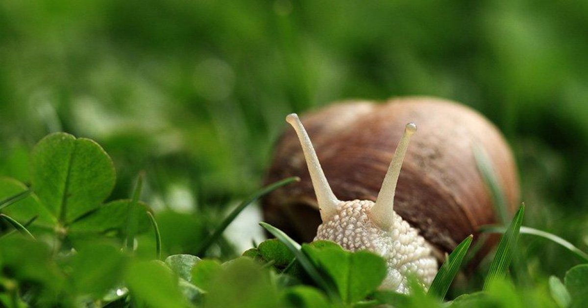 Snails slayed for lime production