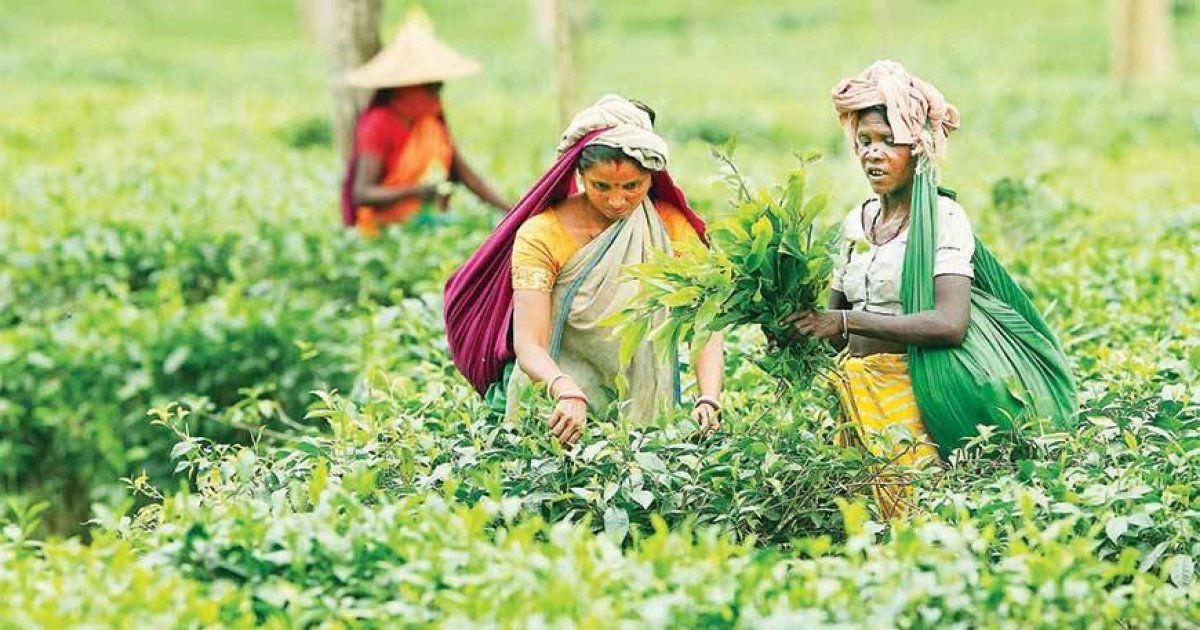Value addition: A bright future for the tea industry