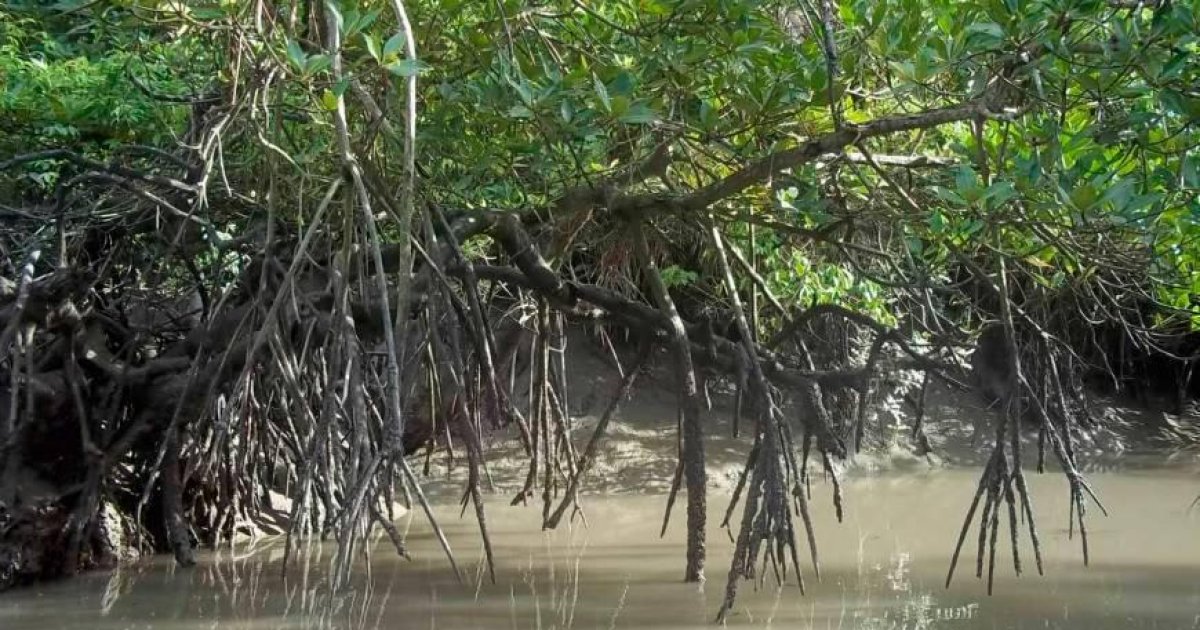 Don’t destroy the Sundarbans