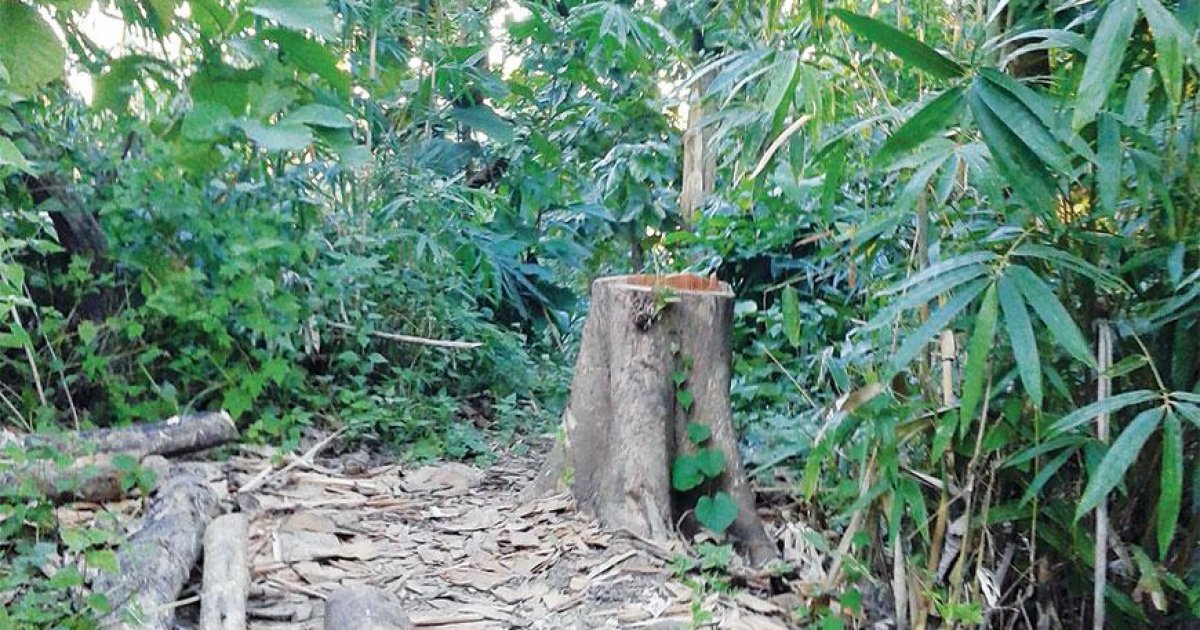 Illegal logging rampant in reserve forest