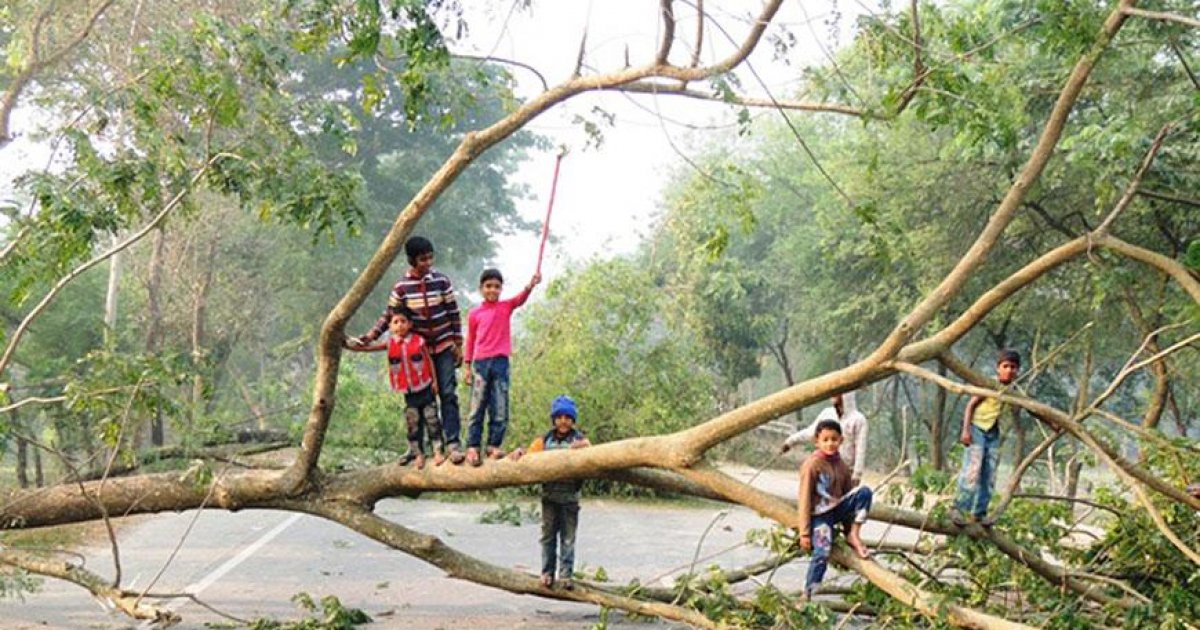 Trees falling victim of unrest