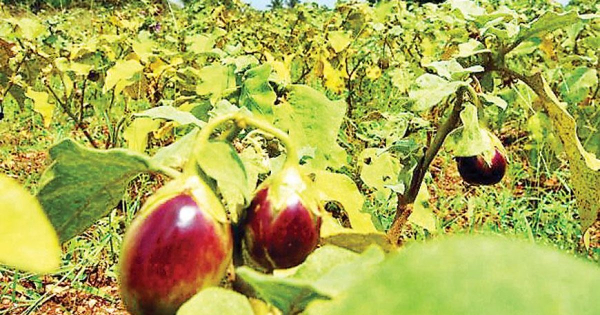 Approval of Bt Brinjal: From India to Bangladesh