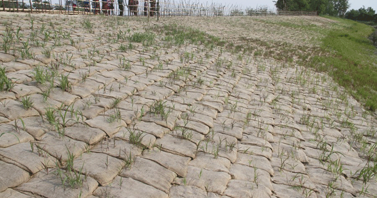 Embankments renovated in Dutch style in Barisal