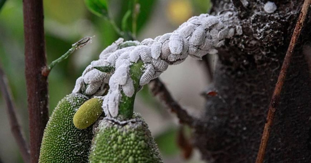 Giant mealybug attack spreads to adjacent areas
