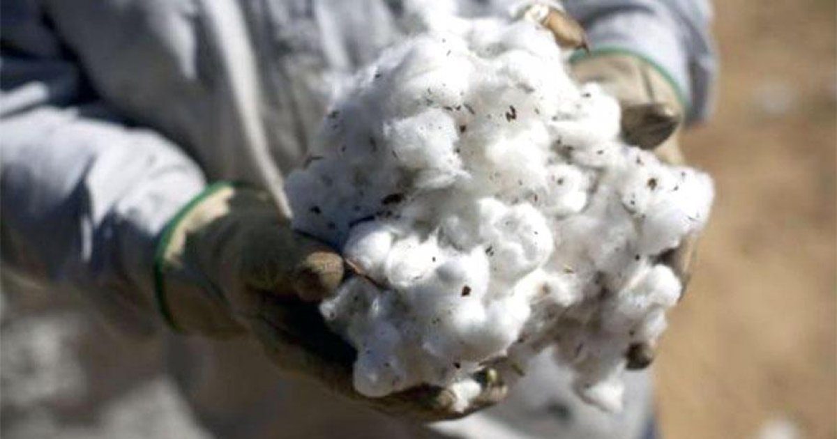 Is cotton the new aluminum for US?