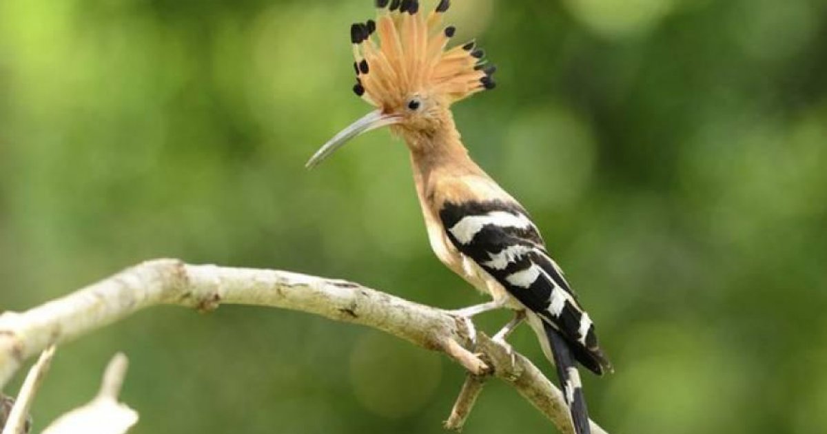 How Cyclone Hudhud got its name