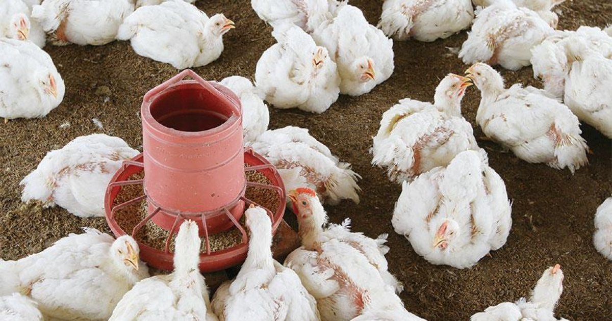 PM’s intervention sought to save poultry sector