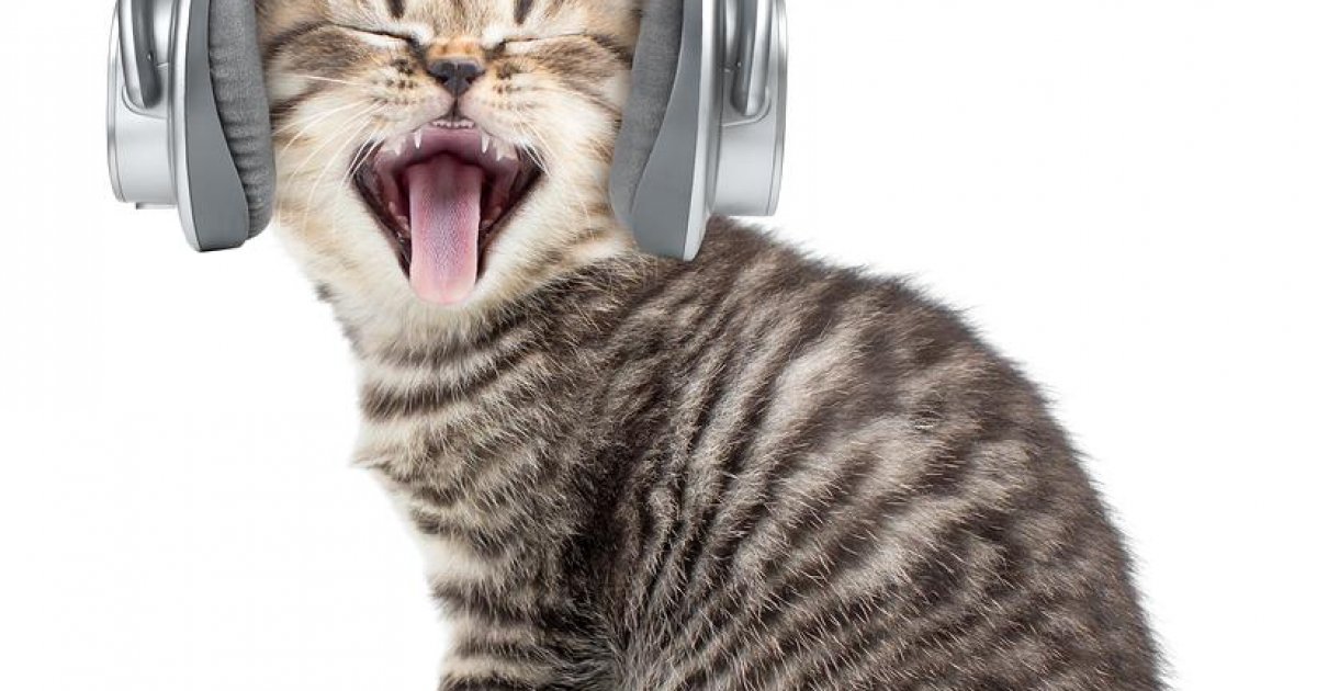 'Miaow, that's what I call purrfect music'
