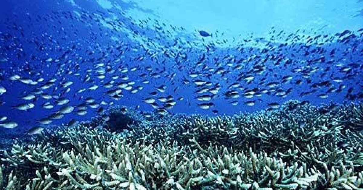 Experts: GDP can witness 10% growth exploring blue economy
