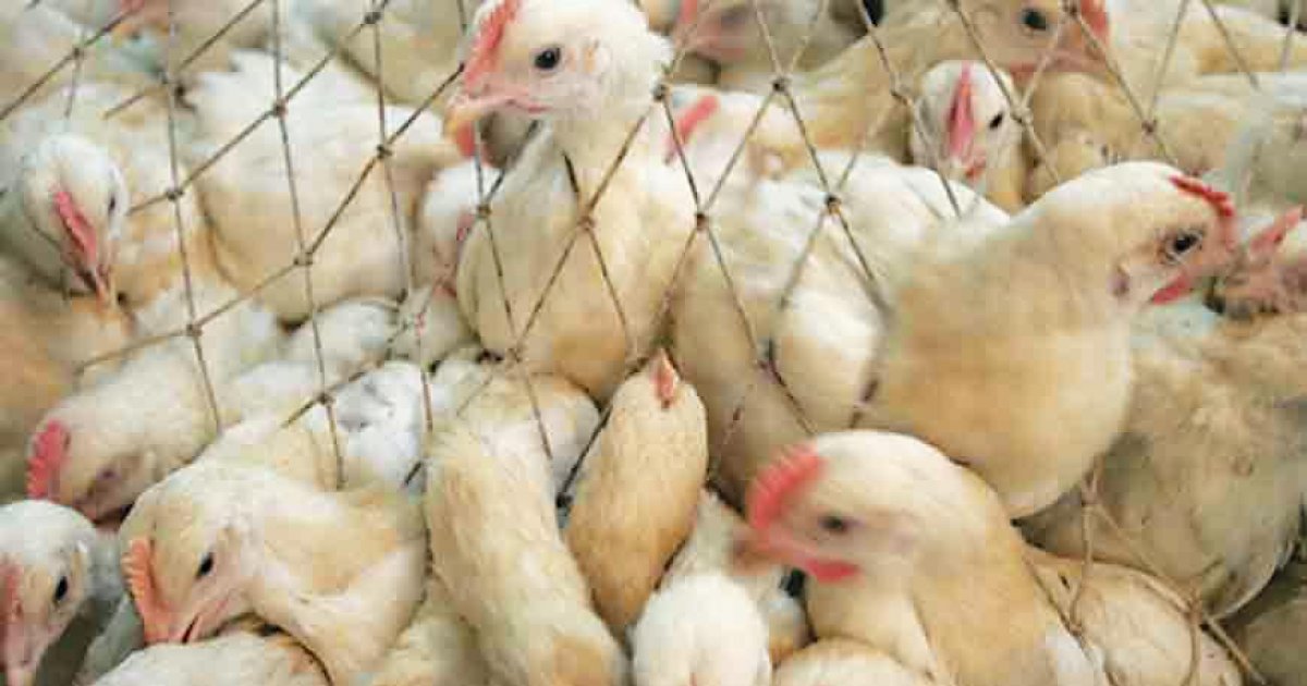 Plan to export poultry by 2020
