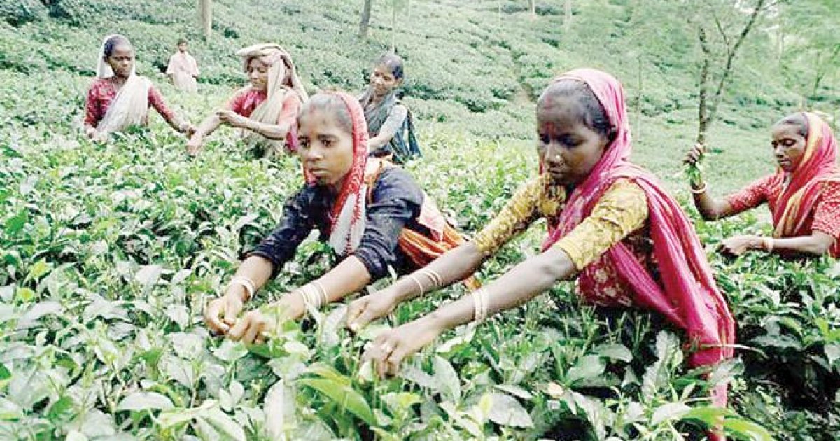 Govt takes 50-yr plan for tea sector