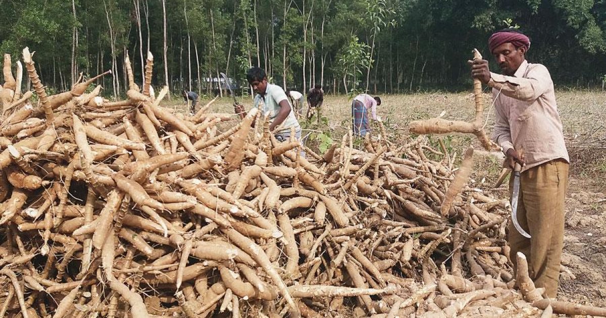Cassava brings smiles to farmers