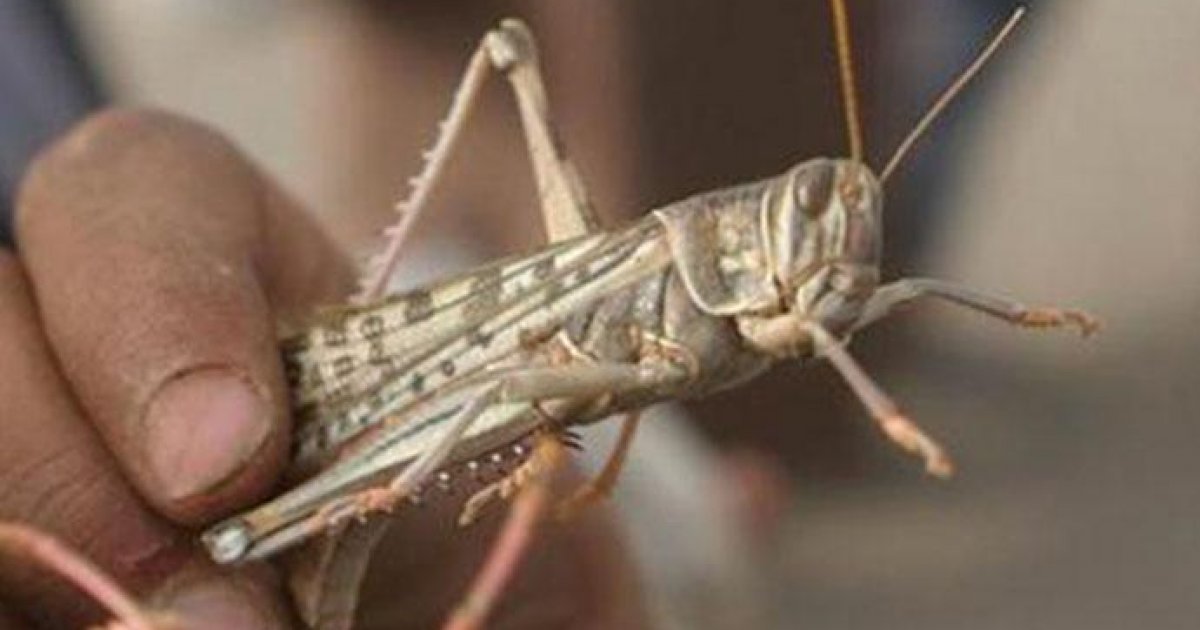 Bolivia declares emergency over locust plague