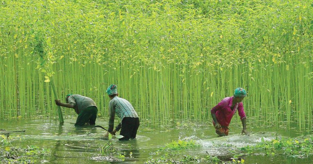 Boosting value chain a must to restore jute's lost glory