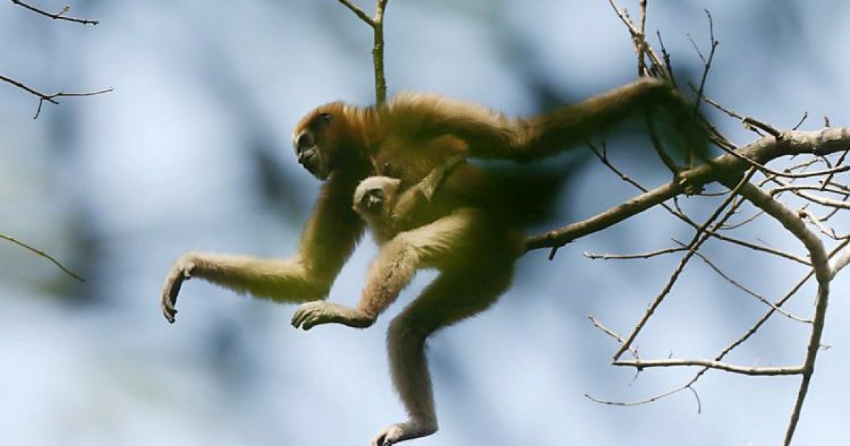 Bangladesh's hoolock gibbons are critically endangered