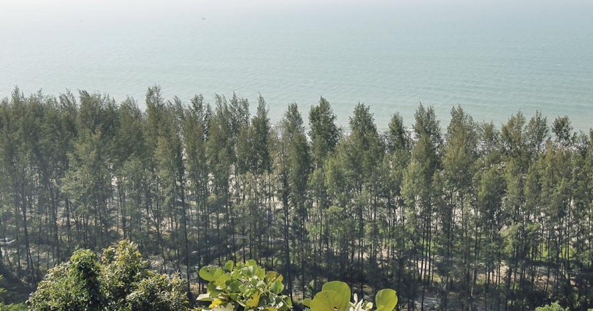 Are the Jhau plantations protecting or harming the coast?