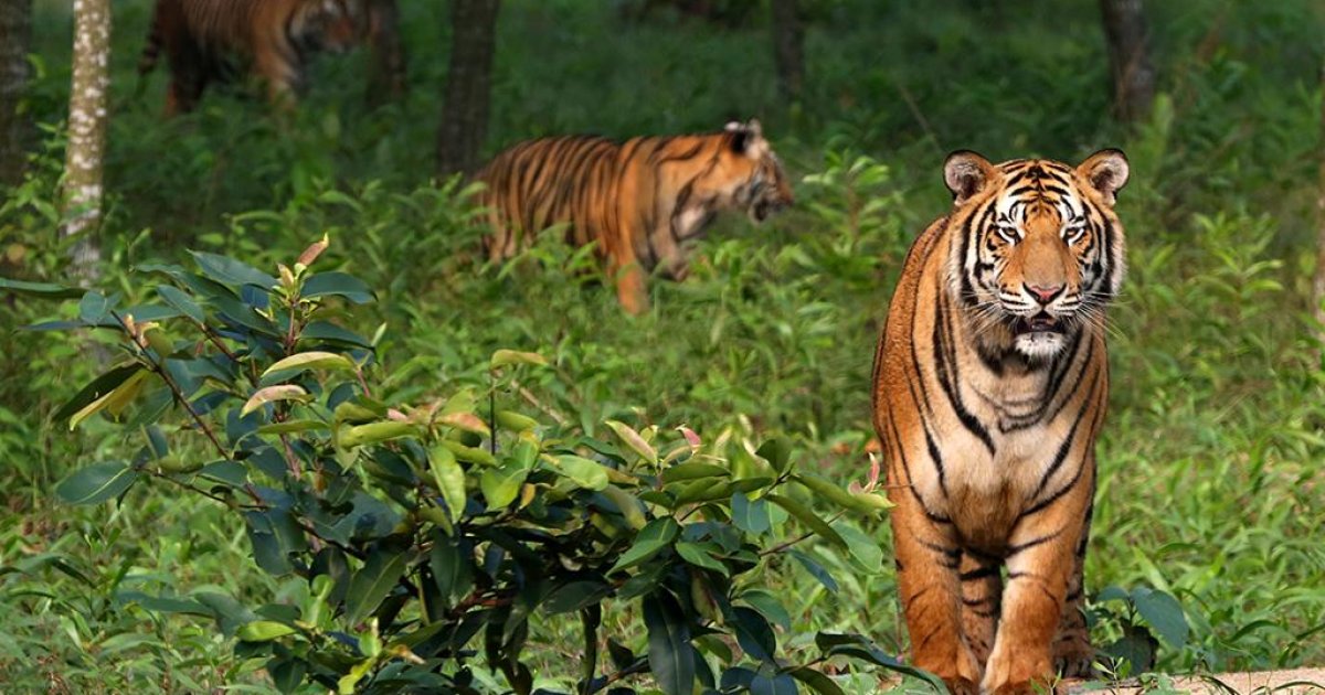 Tiger census in Sundarbans to confirm population by 2019