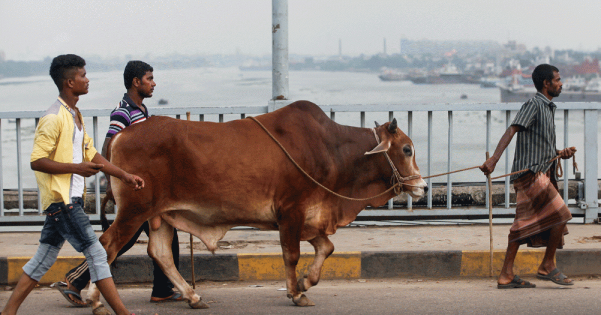 This Eid, be kind to your cow