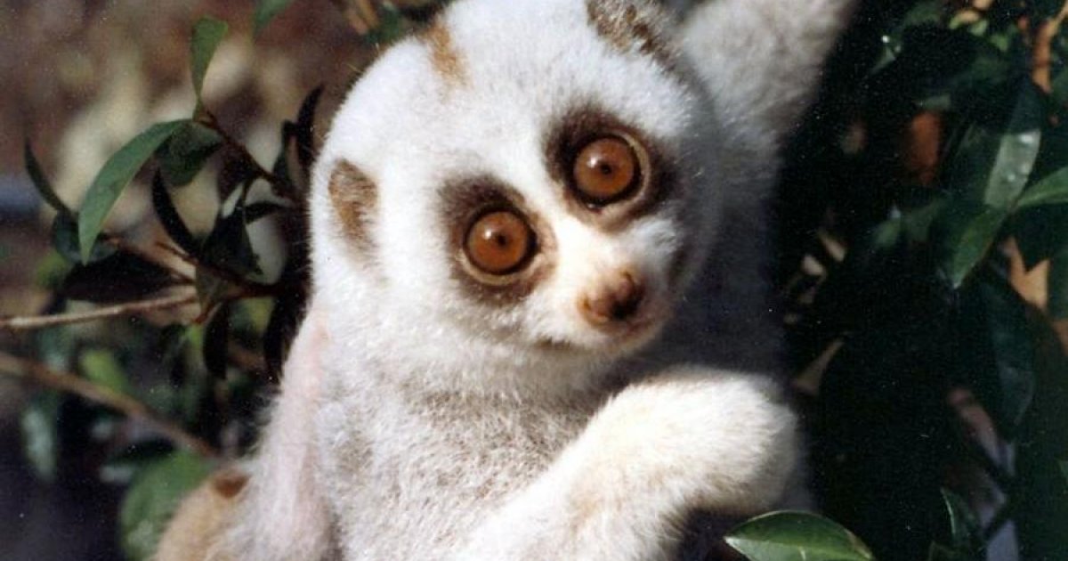 Endangered Bengal Slow Loris disappearing due to massive deforestation