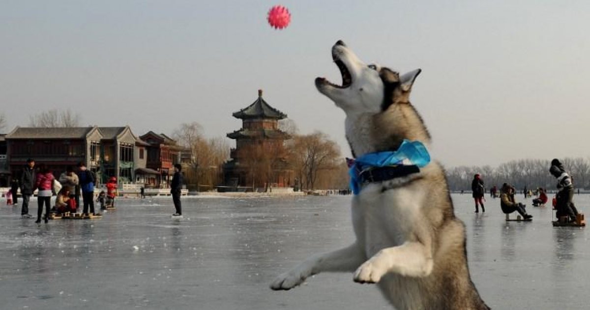 Game of Thrones actor warns about husky craze