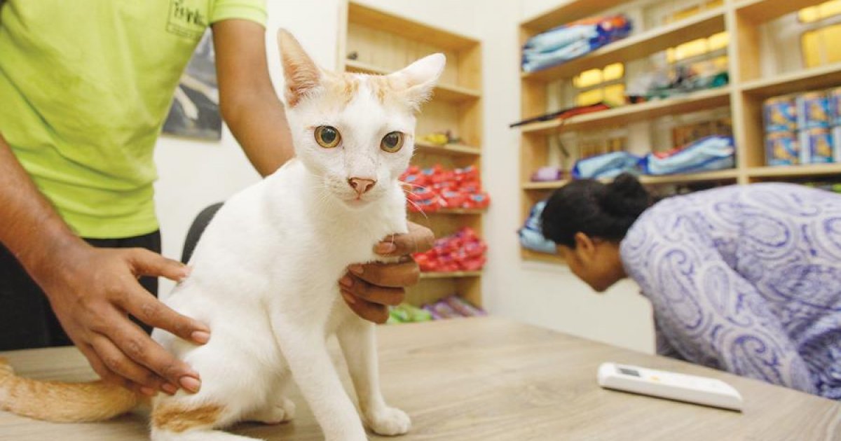 PAW - an organisation dedicated to rescuing injured animals in Bangladesh