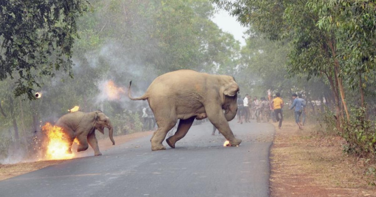 Hell is here: The horror elephants face in India in one heartbreaking photo