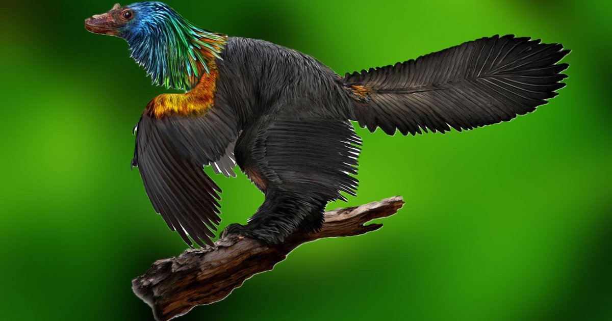 Indian Parambrata, Palestinian Eyad Hourani and local Zahid Hasan, all ...