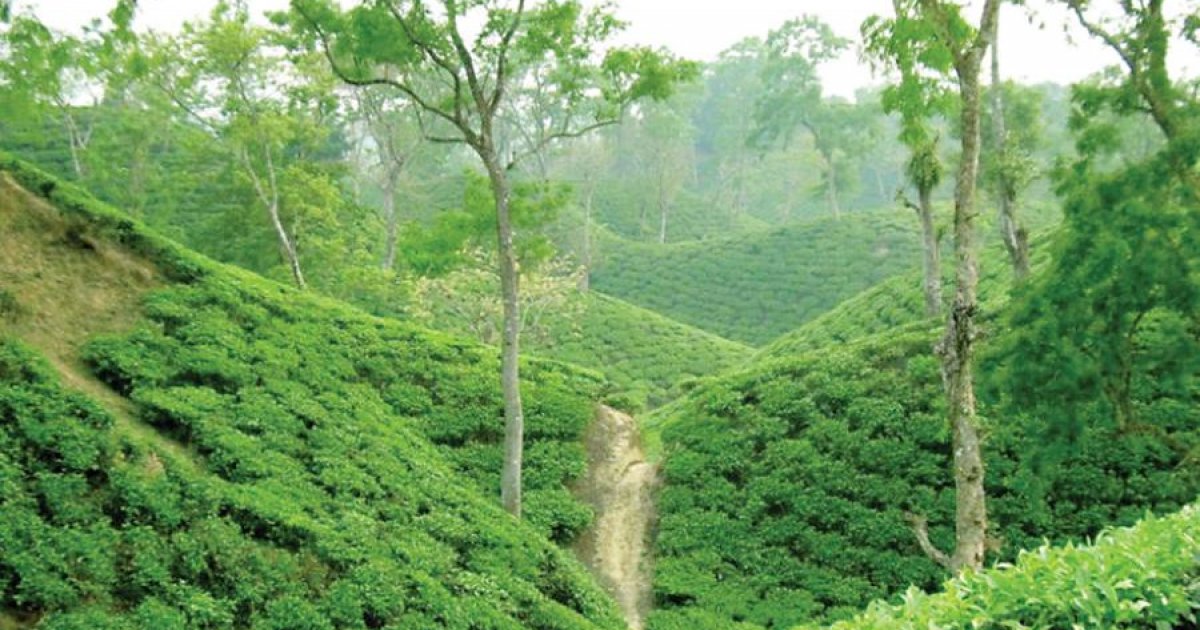Global warming hits tea industry worldwide