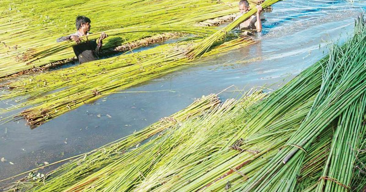 National Jute Day: Govt initiatives aim to reclaim the golden era of jute