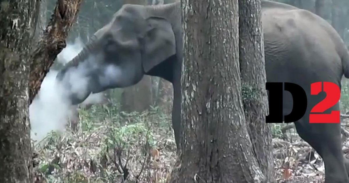 'Smoking' elephant in India baffles experts