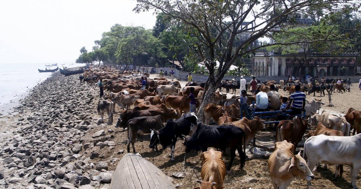 Cattle import from Myanmar unfettered by Rohingya crisis