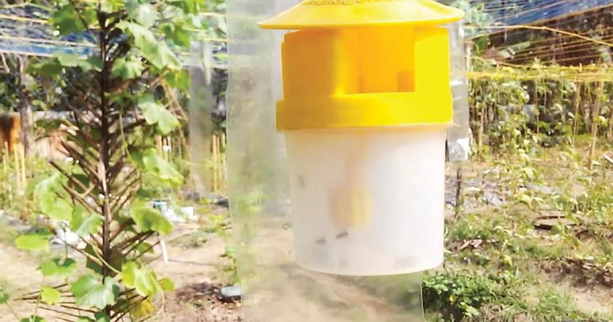 Pheromone trap method for pest control gaining popularity in Chattogram