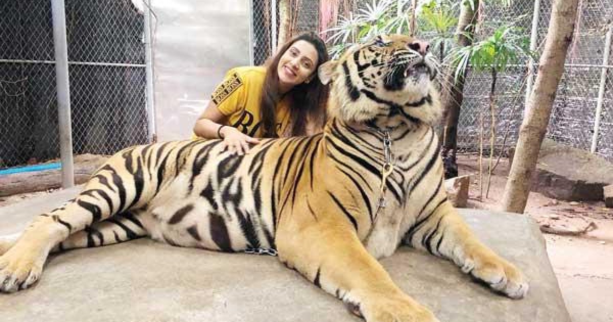 Mim makes a Tiger purr on Eid holiday