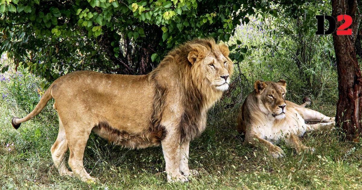 Poachers eaten by lions in South Africa