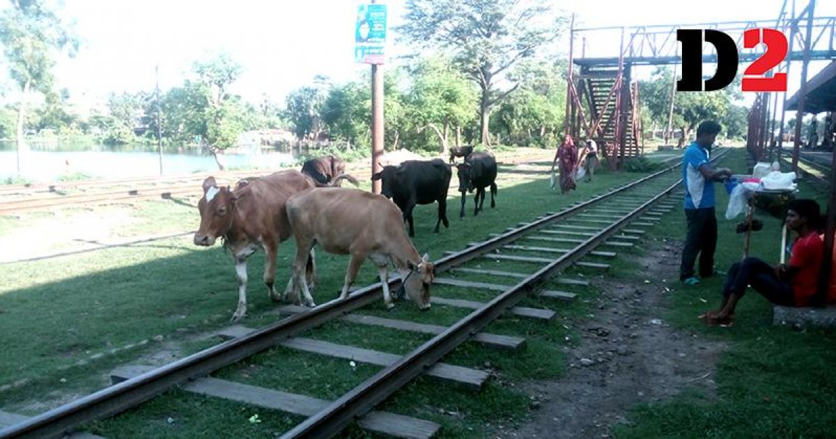 Santahar station asks help from law enforcement to combat cows