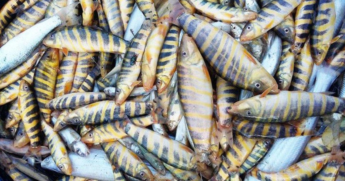 FAO: Bangladesh ranks 3rd in inland fish production