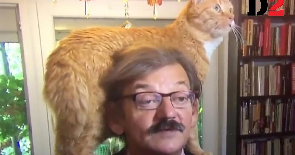 How to give an interview when the cat is sitting on your head