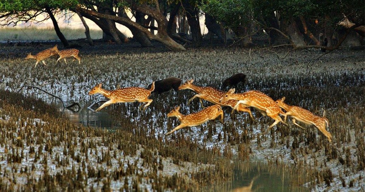 Sanctuary extended for Sundarbans wildlife