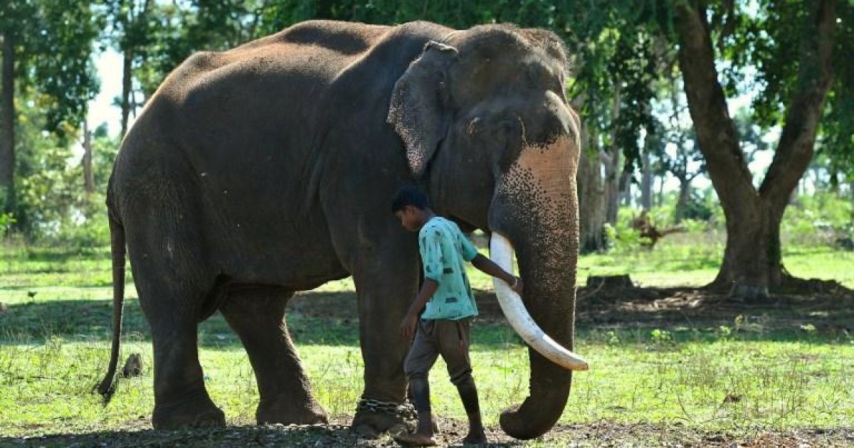 On the frontline of India's human-elephant war