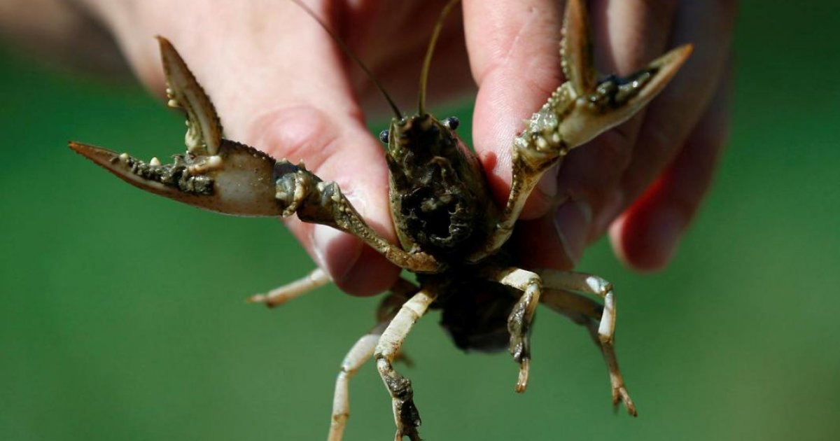Calico crayfish wreaks havoc in German waters