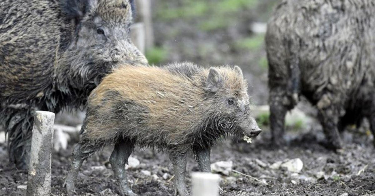 Denmark to build wild boar fence on German border
