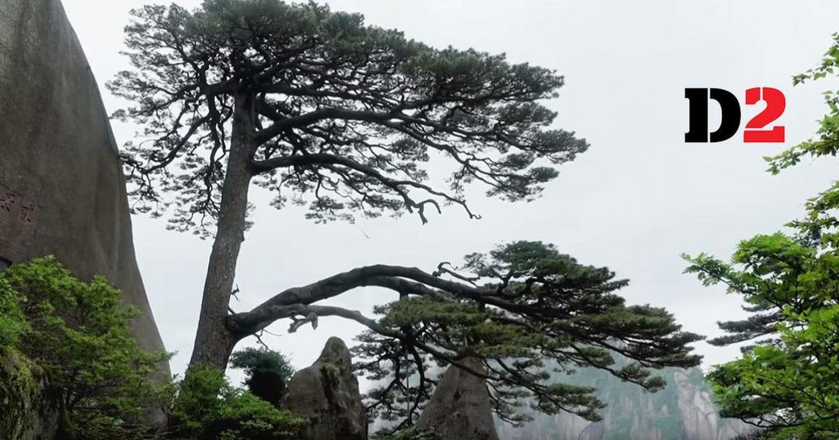 China’s 1,000 year old tree has its own bodyguard