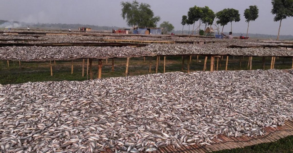 Dried puti fish spinning fortunes in Narail