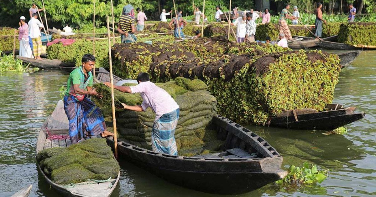 In pictures: Floating farming in the coastal districts
