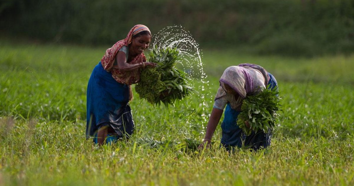 Cropping on char lands gains popularity in Rangpur